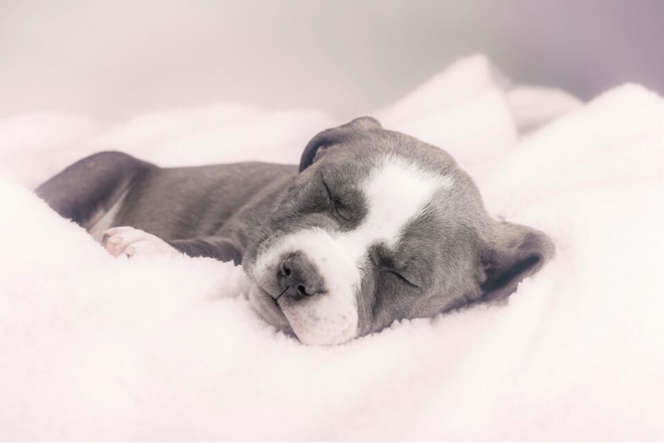 What Is a Grey Pitbull? Everything You Need to Know