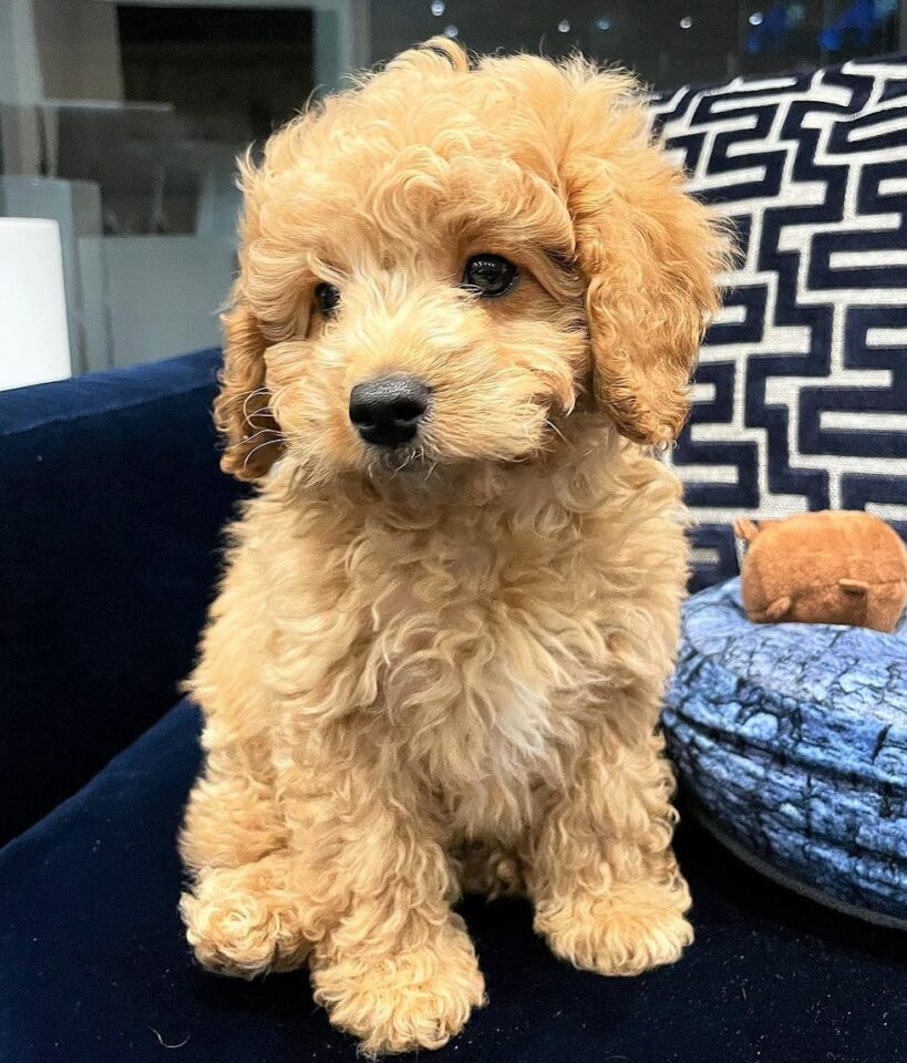 Cavapoochon: The Tri-Hybrid Dog That’s “Fur-ever” Young