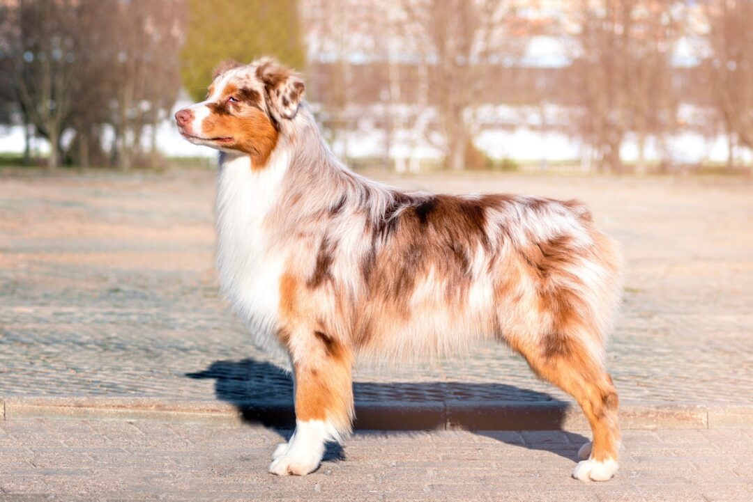 Red Merle Australian Shepherd: A Comprehensive Guide