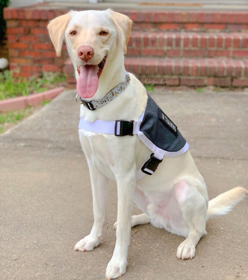 Dudley Labrador: What Makes This Pink-Nosed Lab So Unique