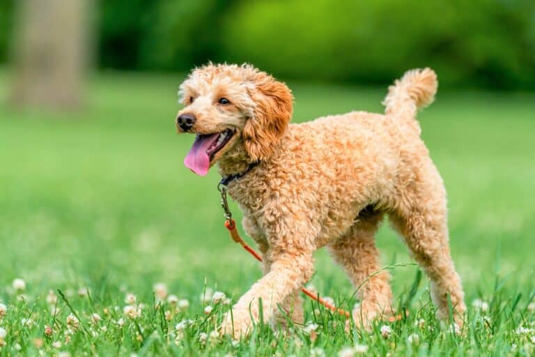 10 Best Poodle Rescues for Adoption (2025): Our Top 10 Picks!