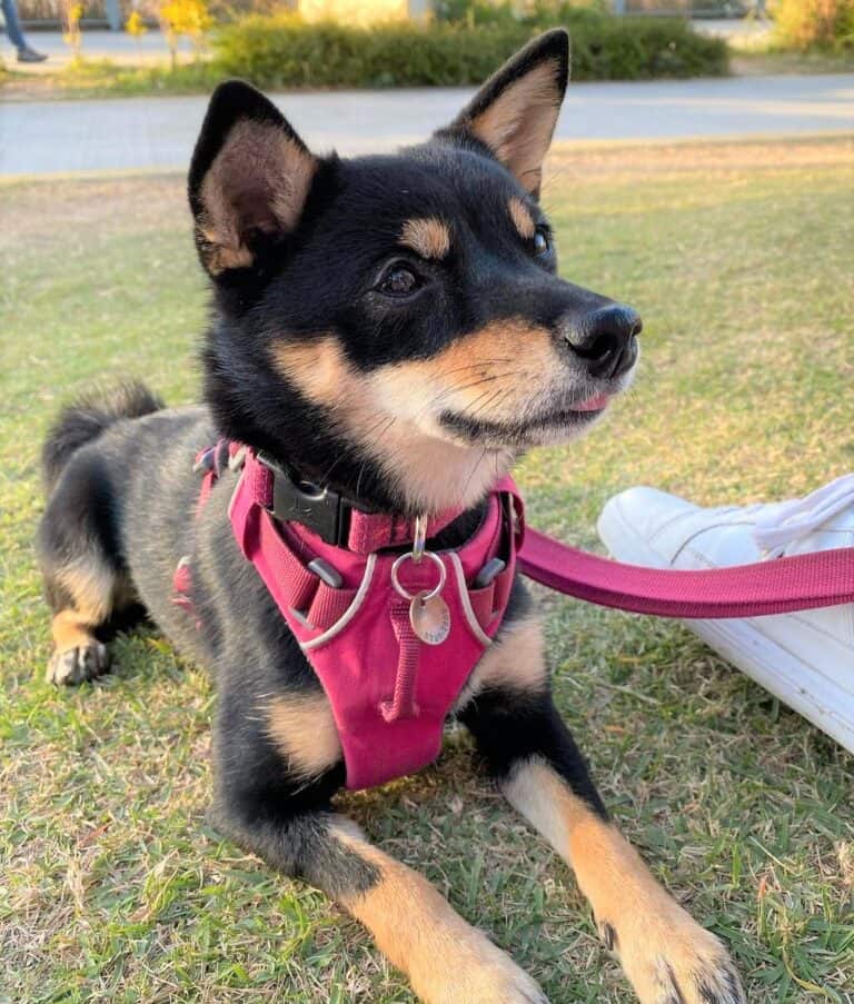 Mame Shiba Inu: An Ultimate Guide to the Miniature Shiba Inus