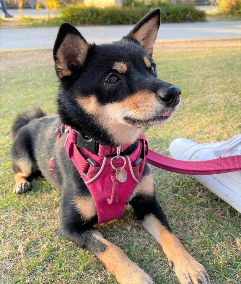 Mame Shiba Inu: An Ultimate Guide to the Miniature Shiba Inus