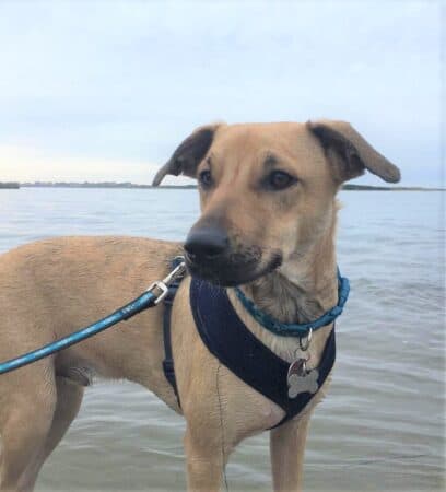 Black Mouth Cur Lab Mix: A Loyal Labrador Mix You Will Love