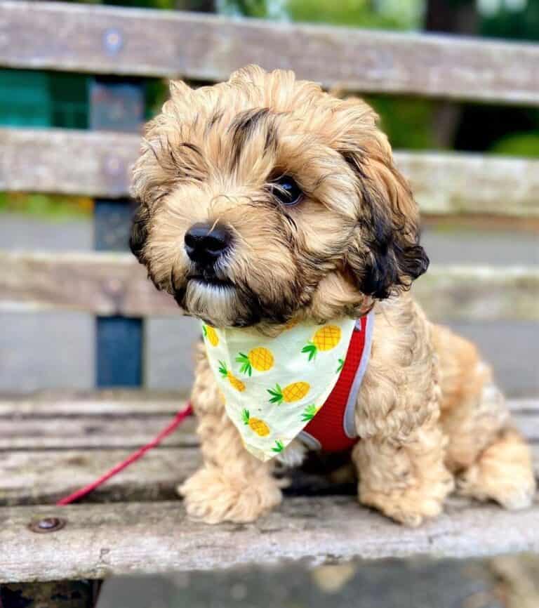 Cavapoochon: The Tri-Hybrid Dog That’s “Fur-ever” Young