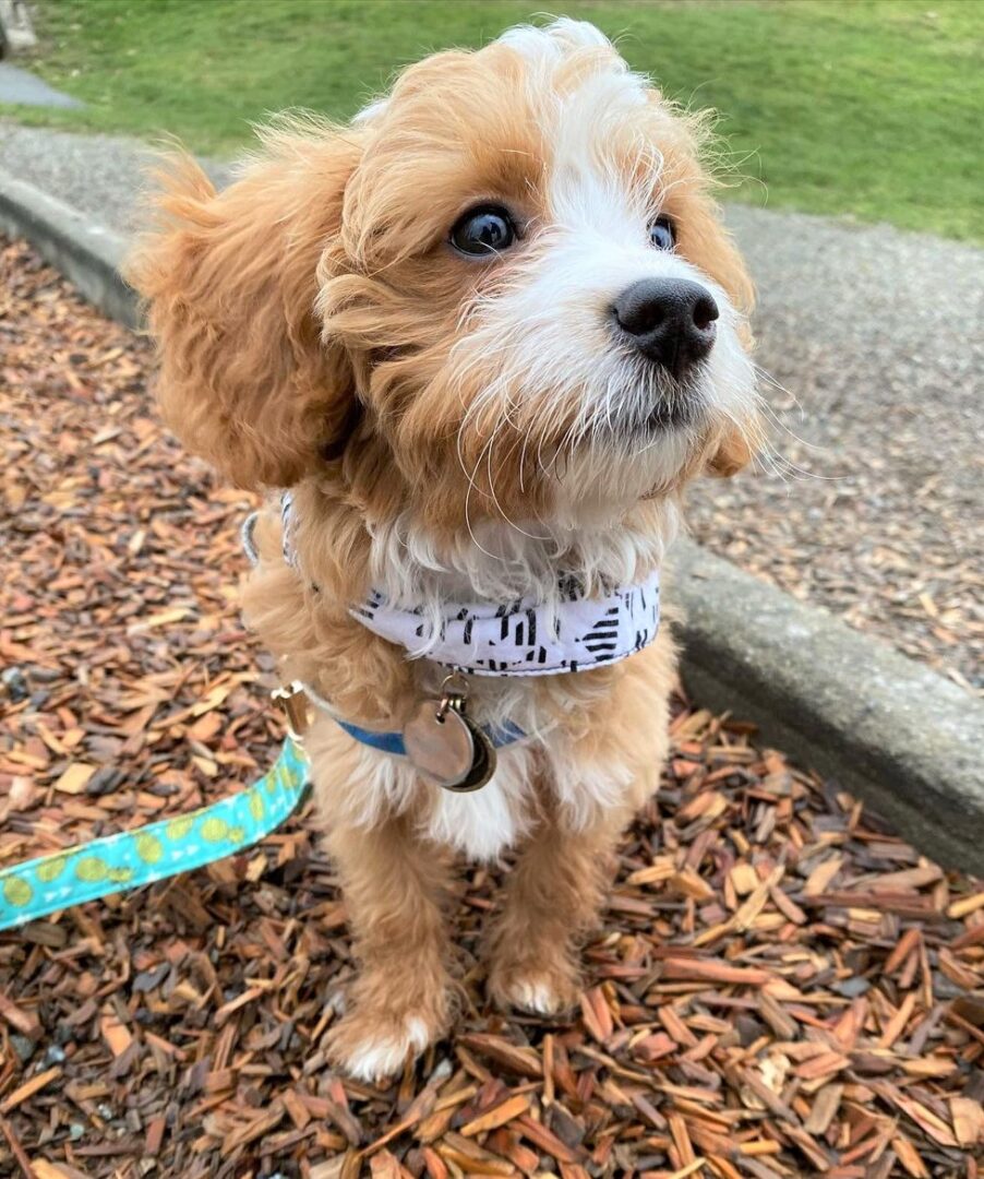 Cavapoochon: The Tri-Hybrid Dog That’s “Fur-ever” Young