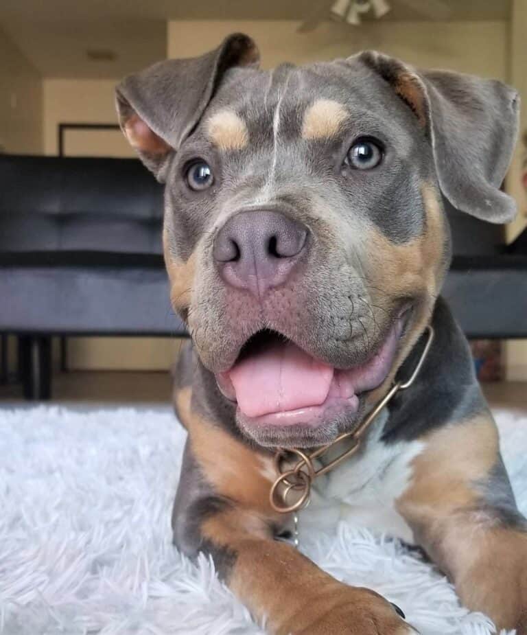 Tri-Color Pitbull: The Rare Pitbull Color Everyone Wants to Have