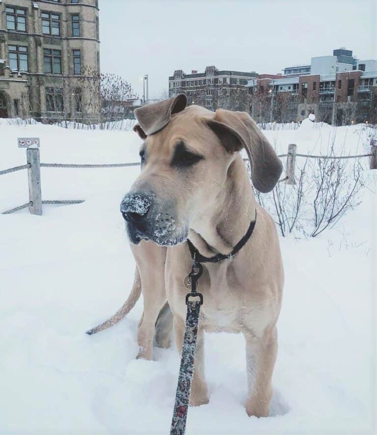 Blue Great Dane: Are These Gentle Giants Really Blue?