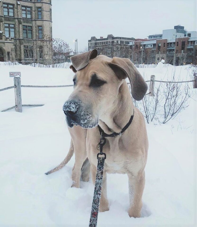 Blue Great Dane: Are These Gentle Giants Really Blue?