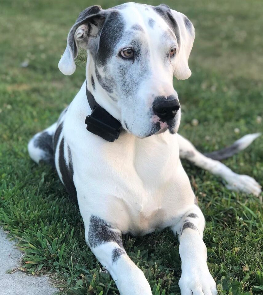 Blue Great Dane: Are These Gentle Giants Really Blue?