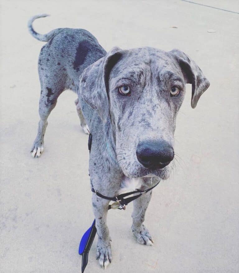 Blue Great Dane: Are These Gentle Giants Really Blue?