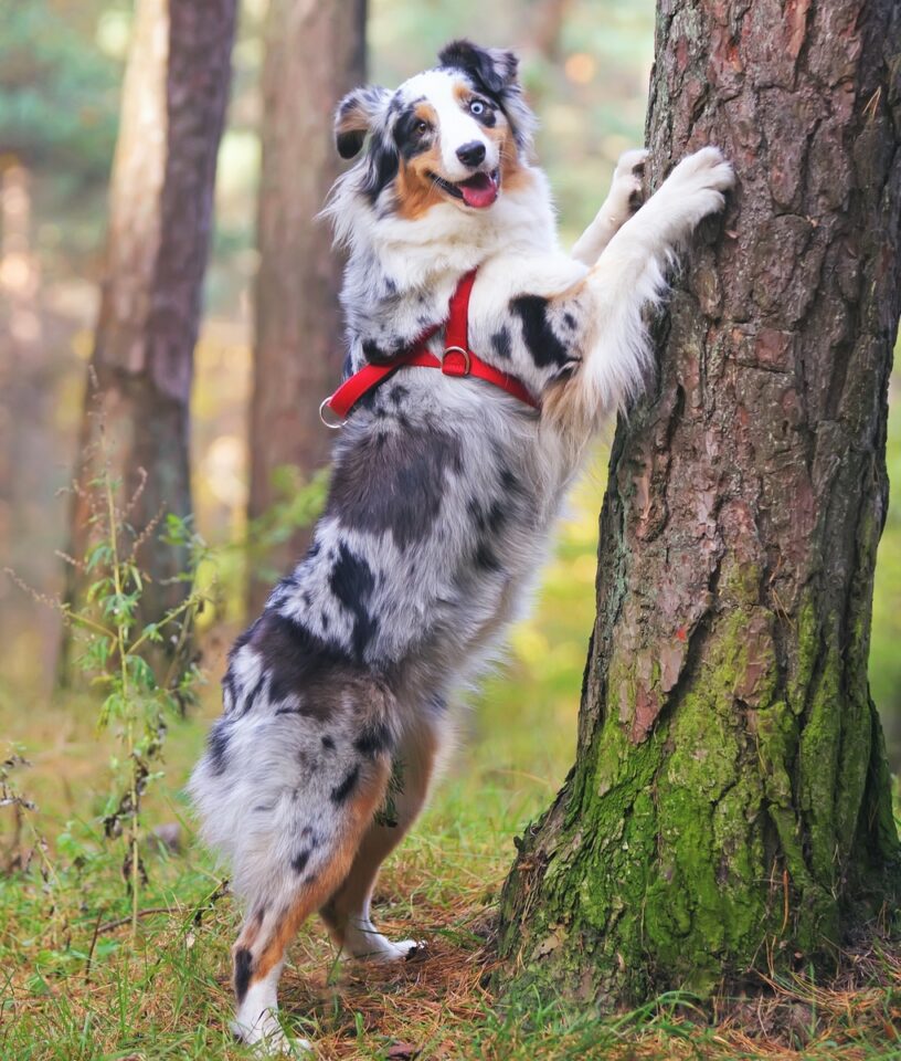 Tri-Color Australian Shepherd: All 4 Tri-Color Varieties Explained