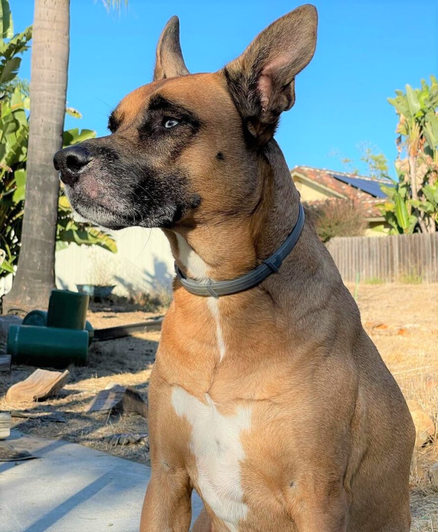 Great Dane Husky Mix: Is This Gentle Giant the Right Dog for You?