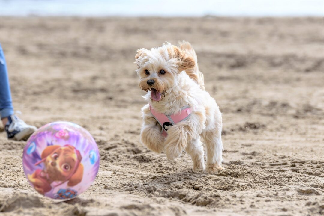 Cavapoochon: The Tri-Hybrid Dog That’s “Fur-ever” Young