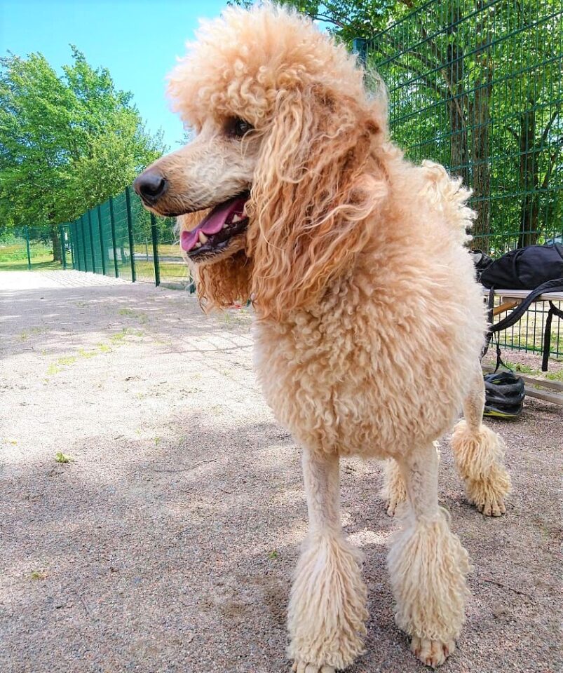 French Poodle Facts & Info: Are French Poodles Really French?