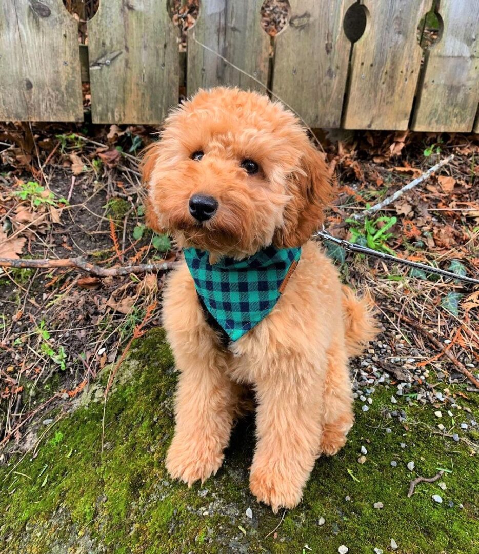 French Poodle Facts & Info: Are French Poodles Really French?