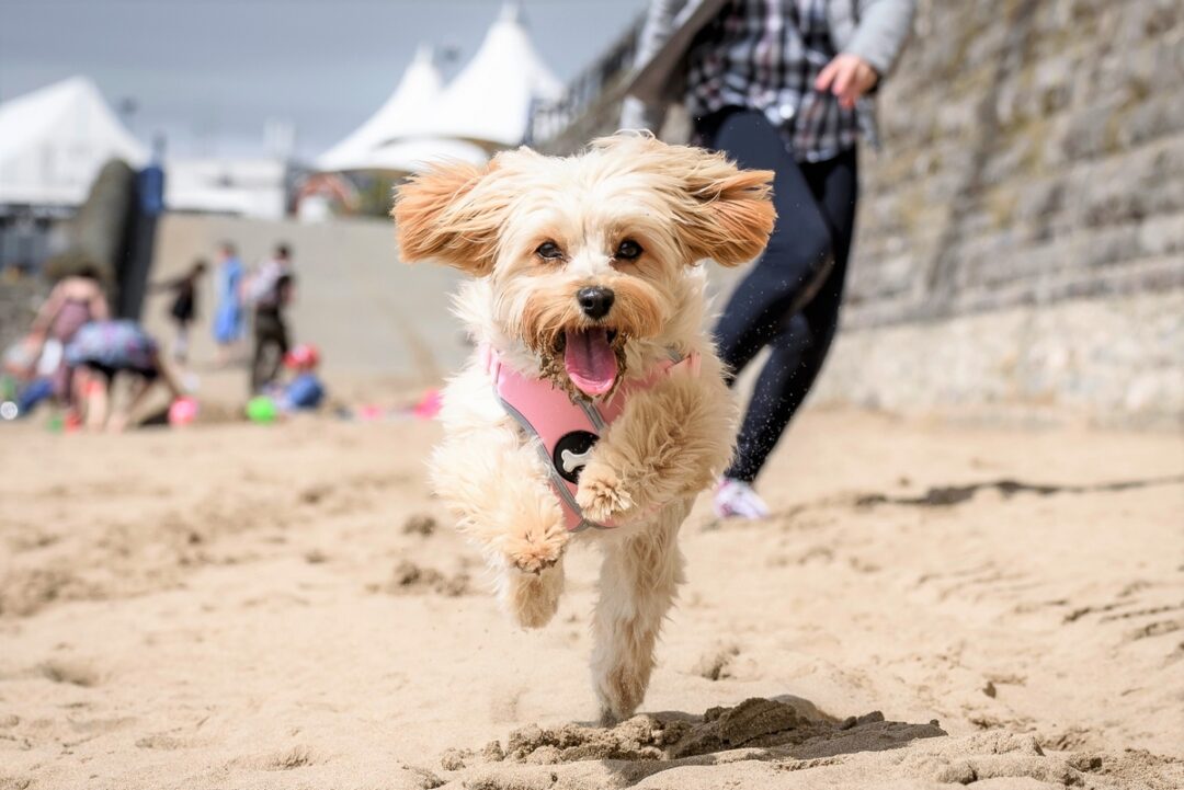 Cavapoochon: The Tri-Hybrid Dog That’s “Fur-ever” Young