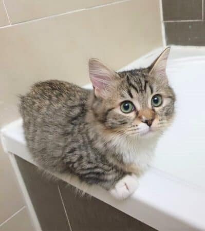 How Much Does a Munchkin Cat Cost? (2022 Price Guide)
