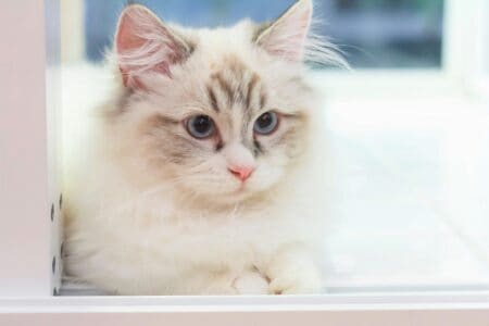 How Much Does a Munchkin Cat Cost? (2026 Price Guide)