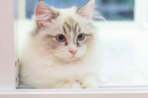How Much Does a Munchkin Cat Cost? (2026 Price Guide)