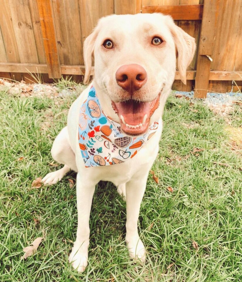 Dudley Labrador: What Makes This Pink-Nosed Lab So Unique