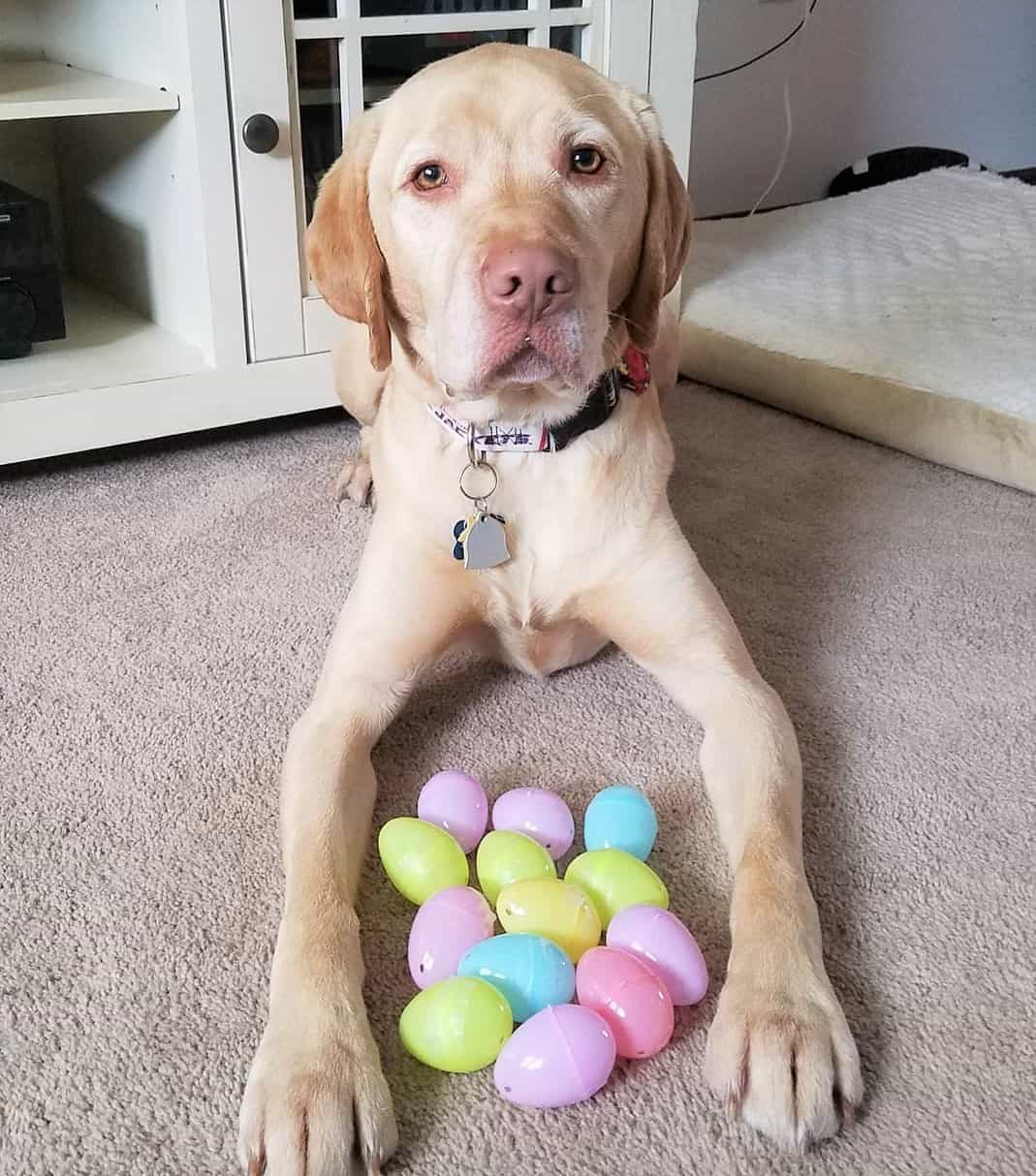 Dudley Labrador: What Makes This Pink-Nosed Lab So Unique