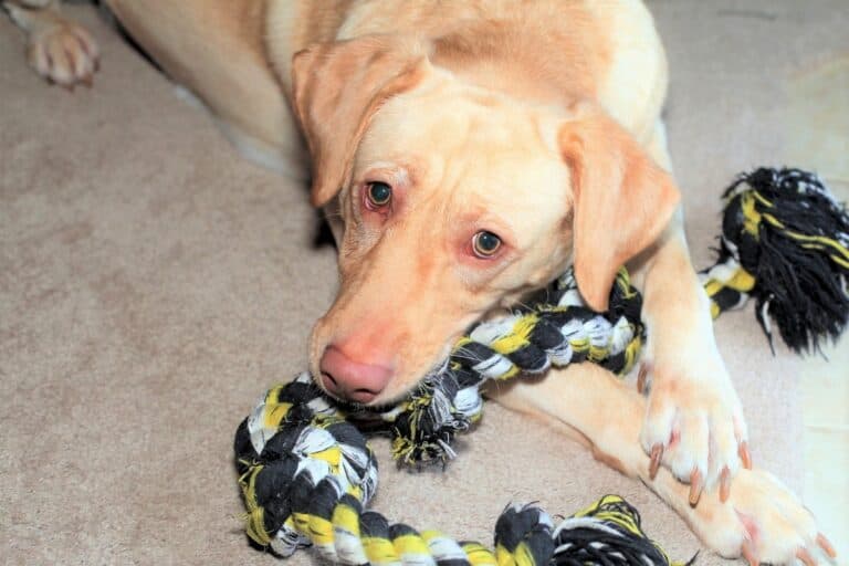 Dudley Labrador: What Makes This Pink-Nosed Lab So Unique