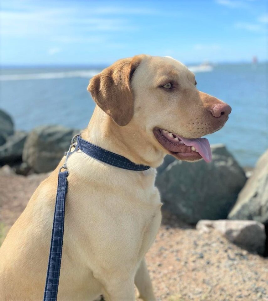 Dudley Labrador: What Makes This Pink-Nosed Lab So Unique