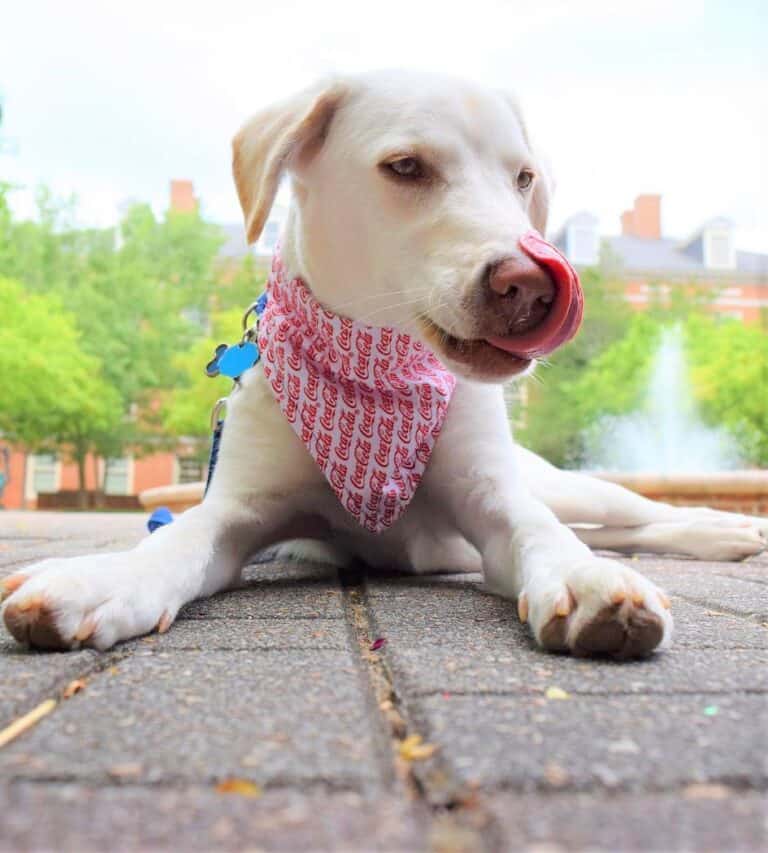 Dudley Labrador: What Makes This Pink-Nosed Lab So Unique