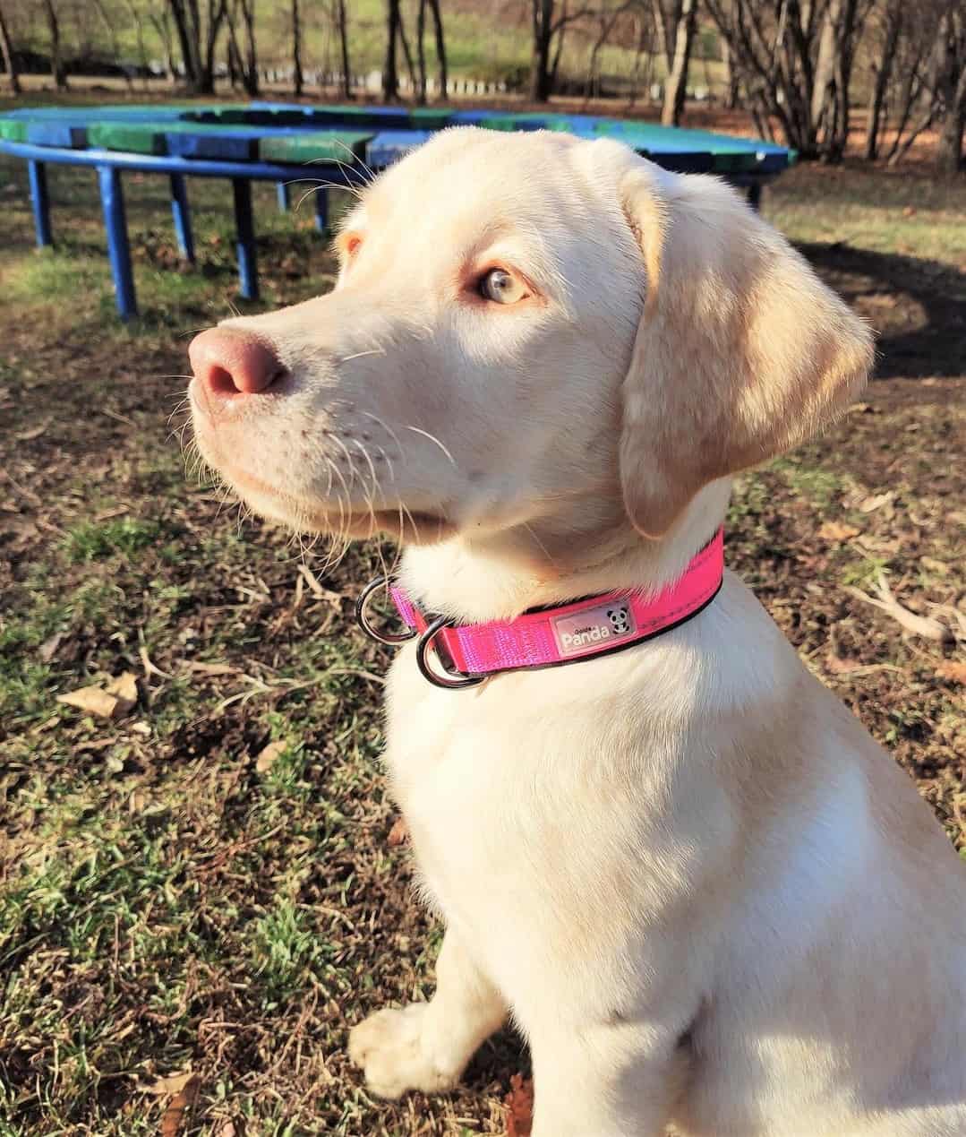 Dudley Labrador: What Makes This Pink-Nosed Lab So Unique