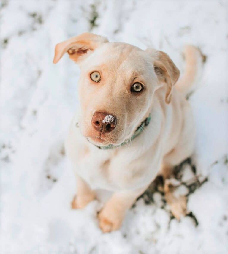 Dudley Labrador: What Makes This Pink-Nosed Lab So Unique