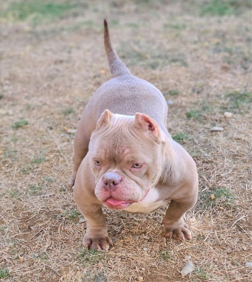 Exotic Bully: Breed Info, History, Traits & Facts (With Pictures)