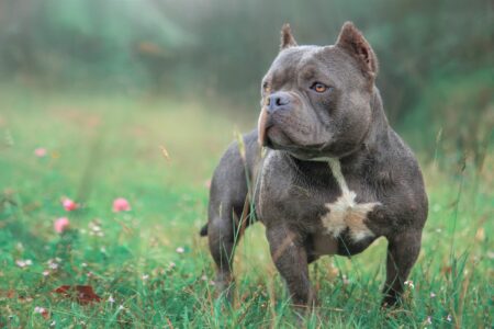 Exotic Bully: Breed Info, History, Traits & Facts (With Pictures)