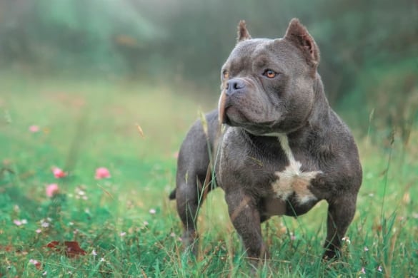 American Bully XL: Breed Info, Size & Care Guide