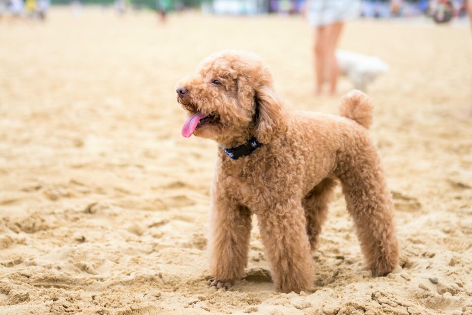 French Poodle Facts & Info: Are French Poodles Really French?
