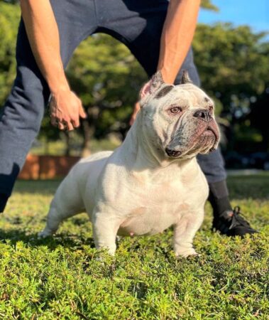 Exotic Bully: Everything You Need to Know About the Exotics