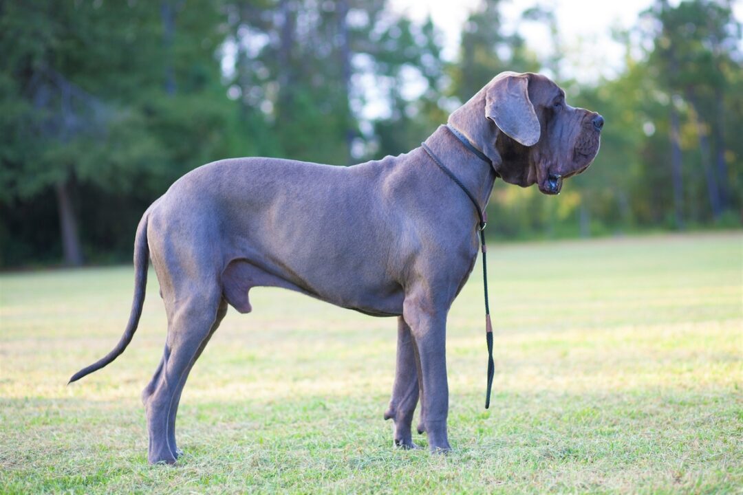 Blue Great Dane: Are These Gentle Giants Really Blue?