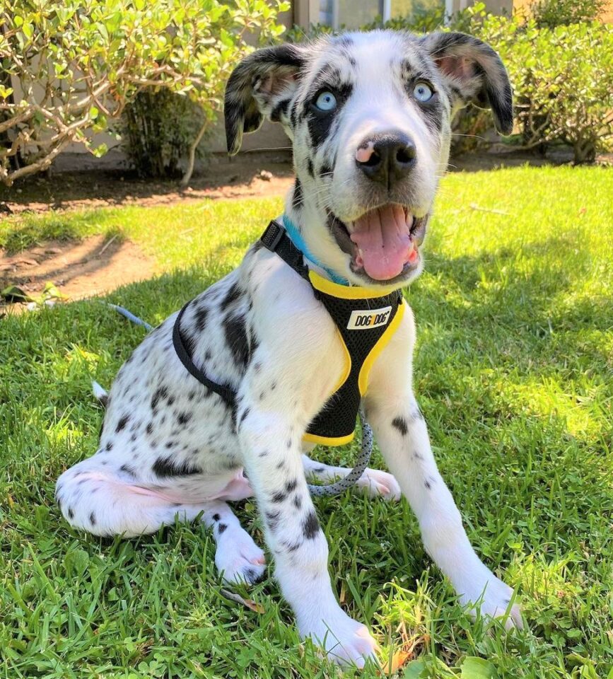 Great Dane Husky Mix: Is This Gentle Giant the Right Dog for You?