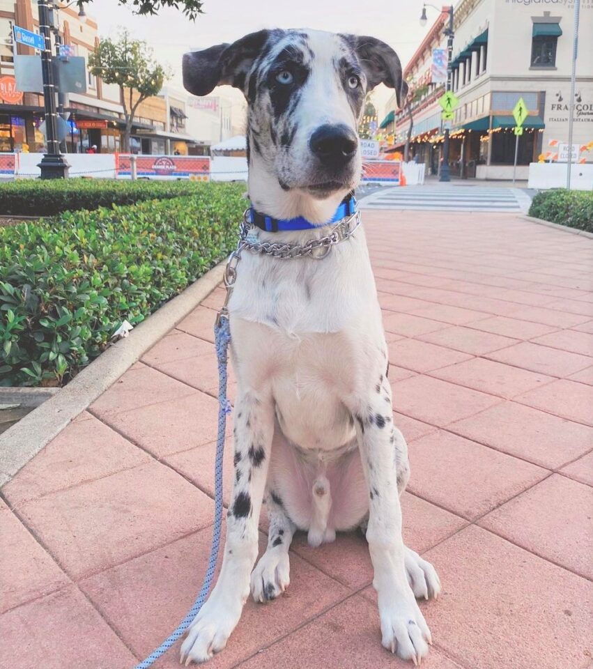 Great Dane Husky Mix: Is This Gentle Giant the Right Dog for You?