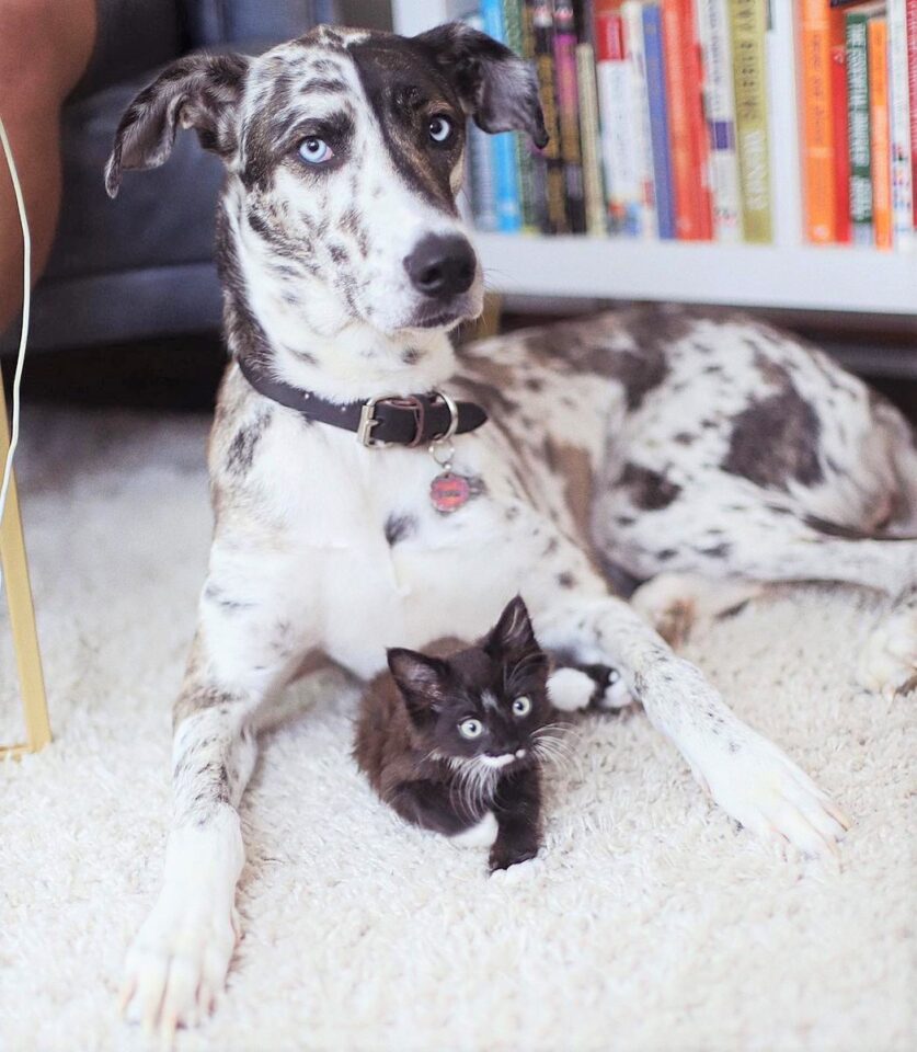 Great Dane Husky Mix: Is This Gentle Giant the Right Dog for You?