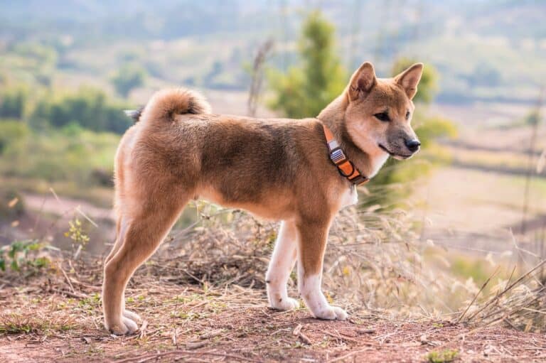 Shiba Inu Weight: Growth Curve and Average Weights