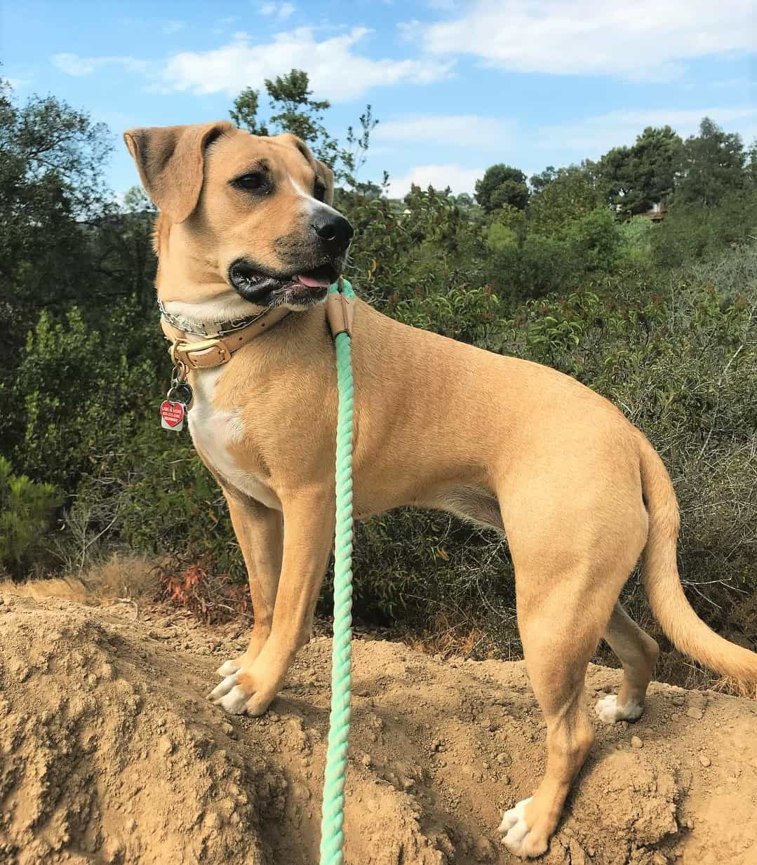 Black Mouth Cur Lab Mix A Loyal Labrador Mix You Will Love