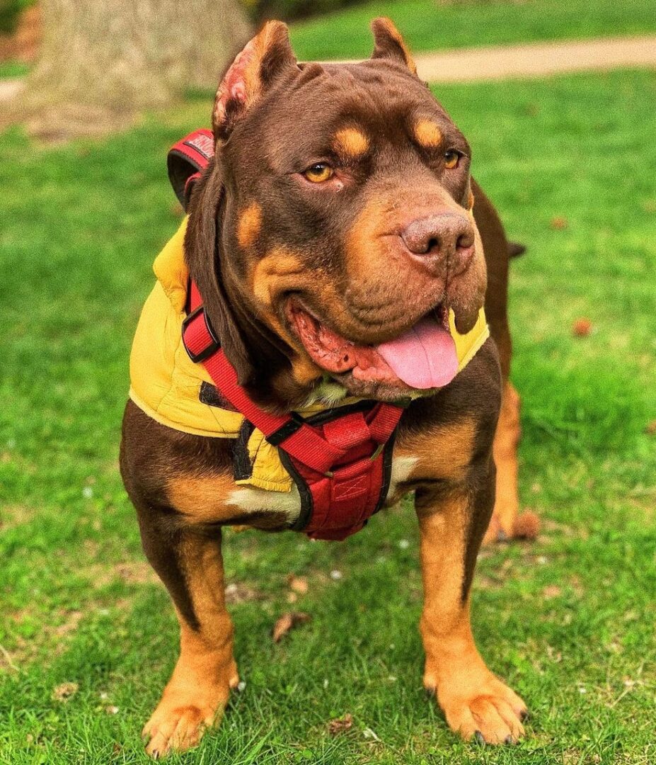 Tri-Color Pitbull: The Rare Pitbull Color Everyone Wants to Have