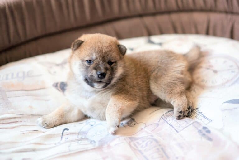 Mame Shiba Inu: An Ultimate Guide to the Miniature Shiba Inus