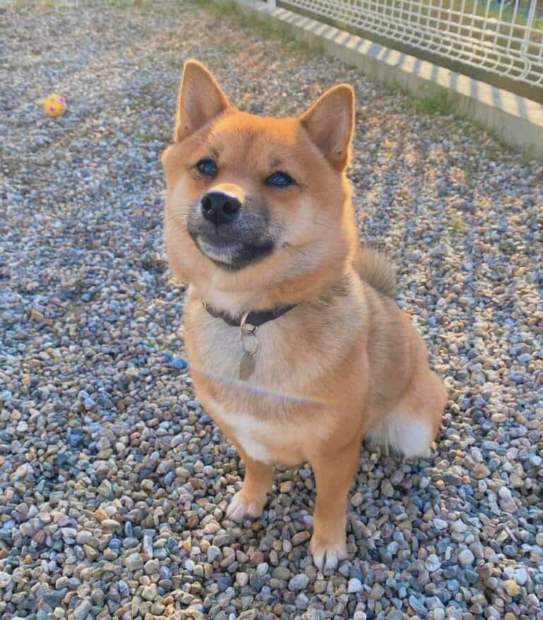 Mame Shiba Inu: An Ultimate Guide to the Miniature Shiba Inus