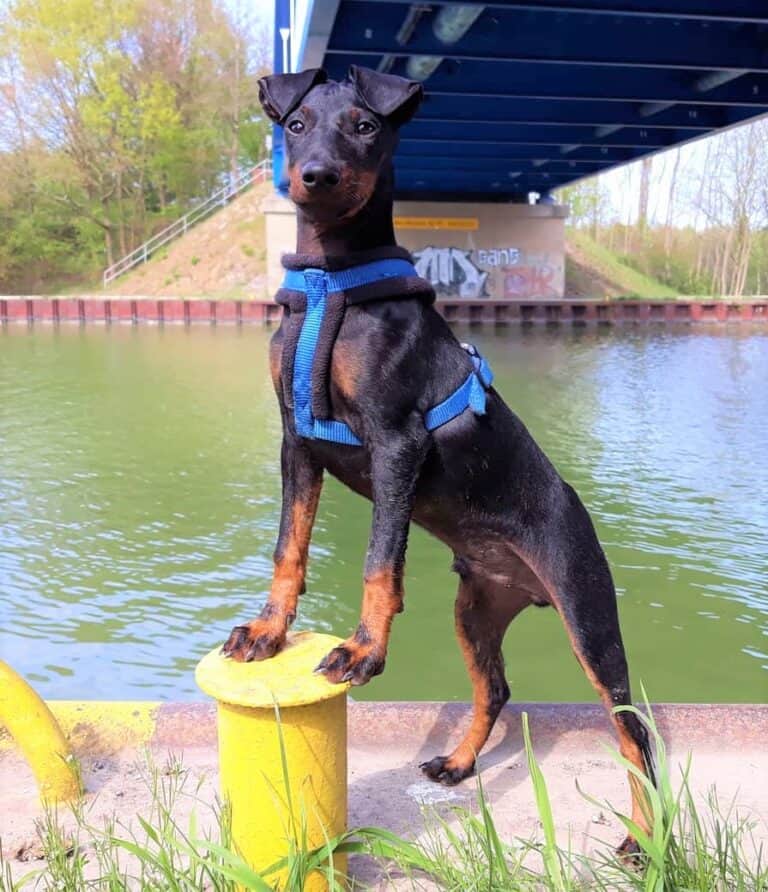 Miniature Rottweiler: All You Need to Know About the Mini Rottie