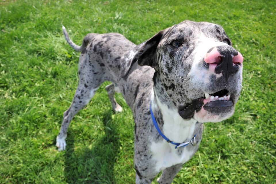 Blue Great Dane: Are These Gentle Giants Really Blue?
