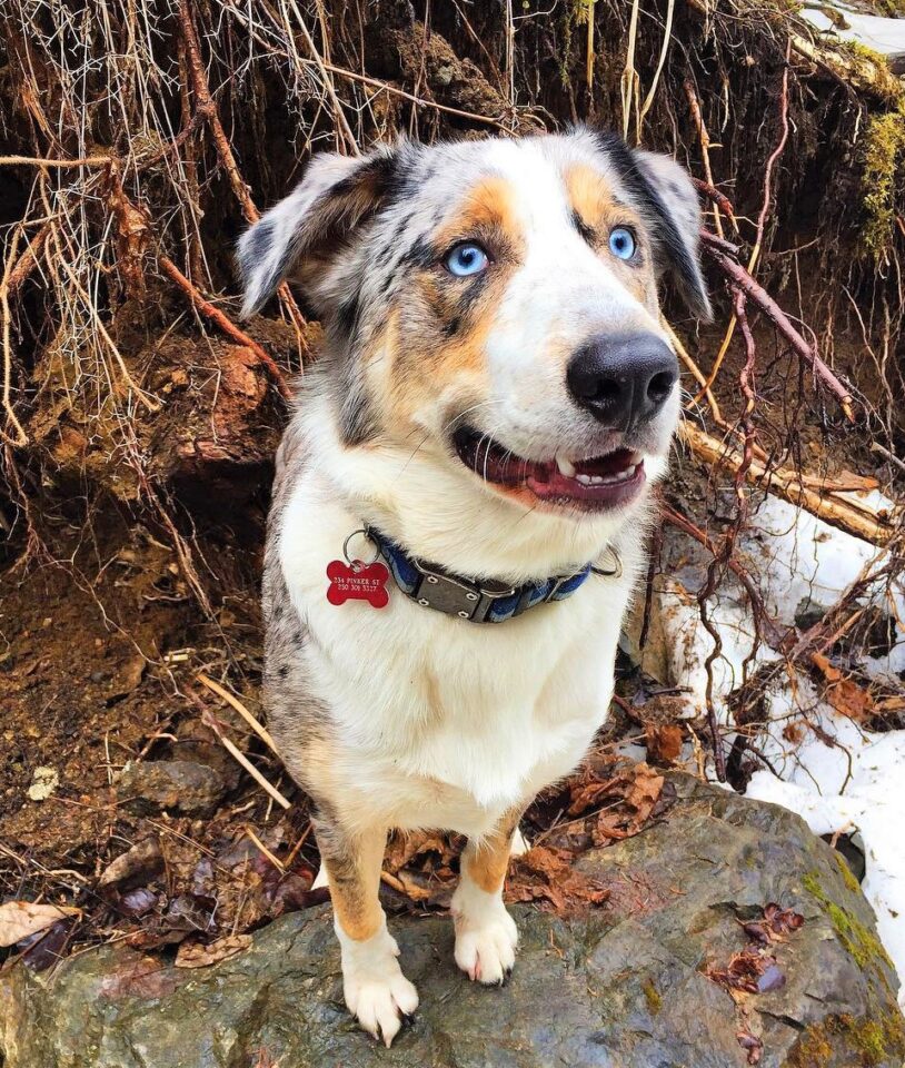 Short-Haired Australian Shepherd: Everything You Need to Know