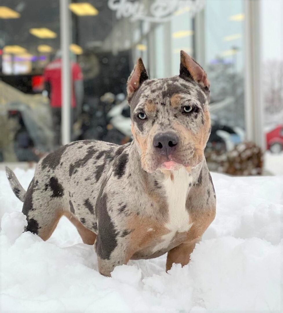 Tri-Color Pitbull: The Rare Pitbull Color Everyone Wants to Have