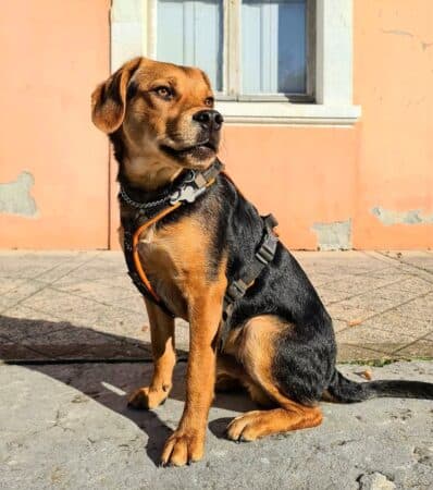 Miniature Rottweiler: All You Need to Know About the Mini Rottie